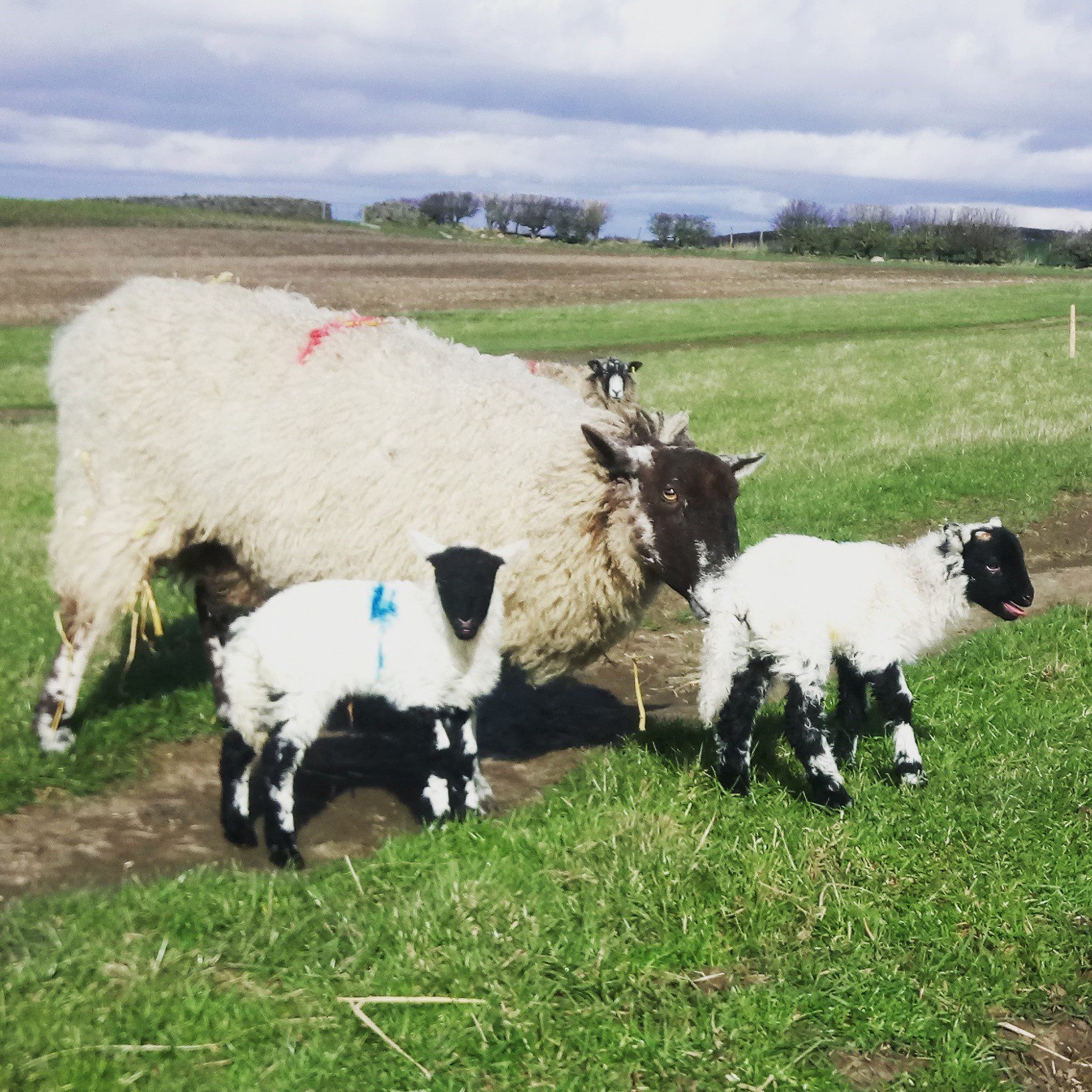 Lambing Live with Jess : Part 1 - Farm Adventure